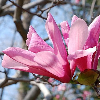 Galaxy Magnolia – New Blooms Nursery