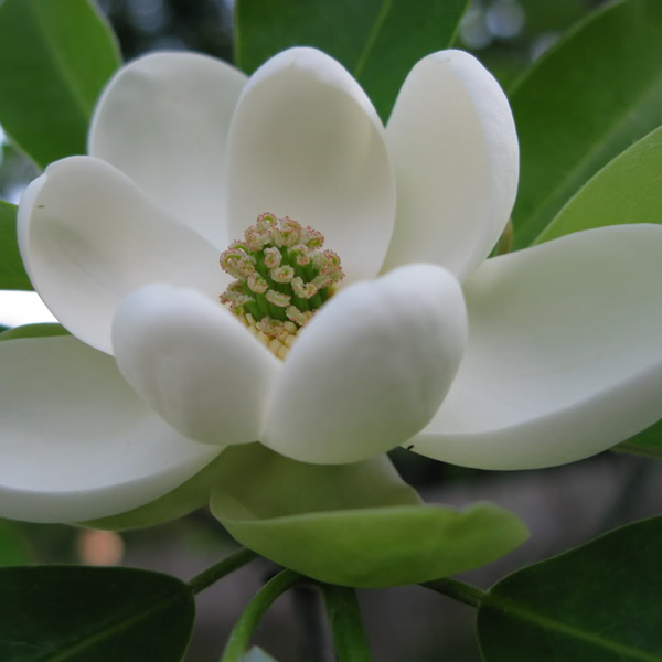 Sweetbay Magnolia Tree – New Blooms Nursery