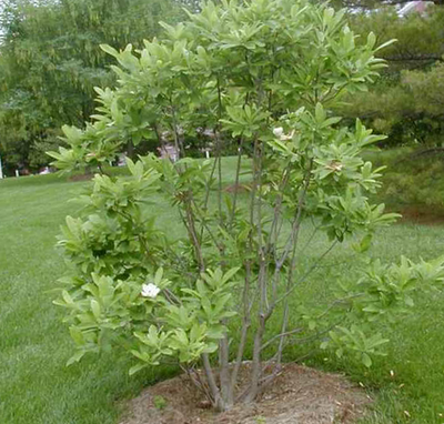Sweetbay Magnolia Tree – New Blooms Nursery