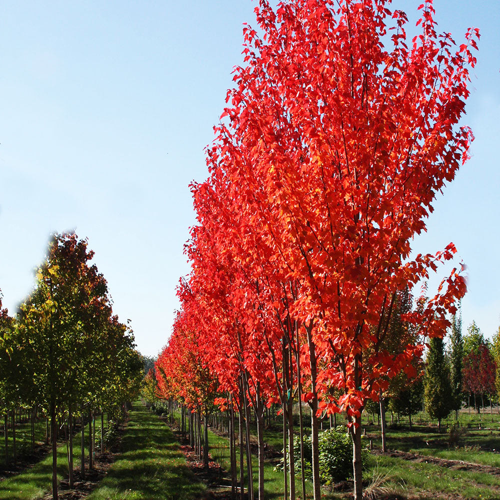 Red Rocket Red Maple – New Blooms Nursery