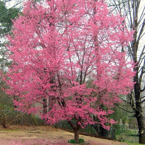 Okame Cherry Tree – New Blooms Nursery