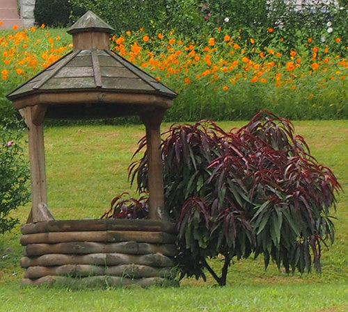 Dwarf Patio Peach (Bonfire Red) – New Blooms Nursery