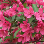 Prairie Fire Crabapple – New Blooms Nursery