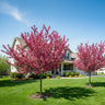 Prairie Fire Crabapple – New Blooms Nursery