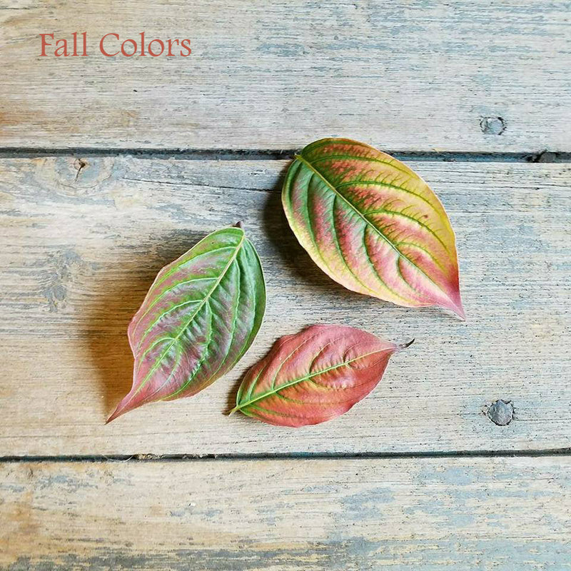 Hyperion® Dogwood – New Blooms Nursery