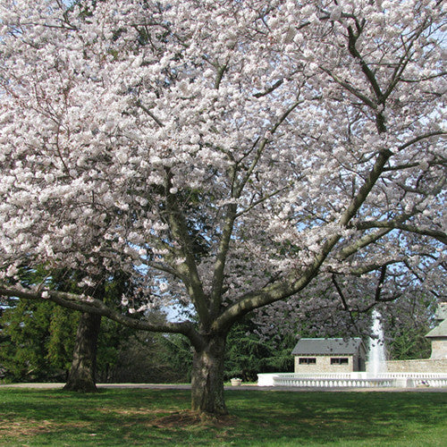 Yoshino Flowering Cherry Tree Problems